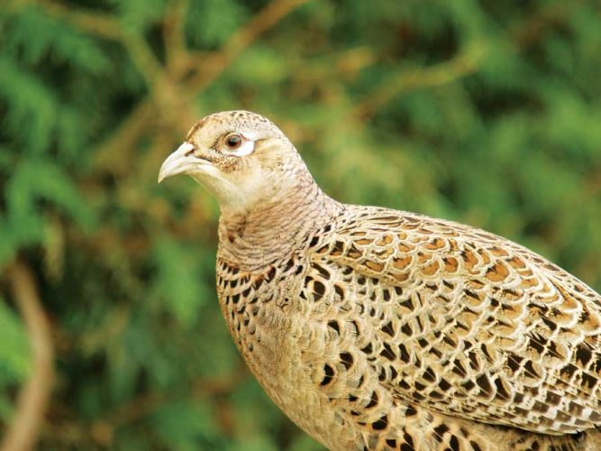 Ring-Necked Pheasant Facts - Grit